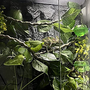 MUYG Chameleon Feeding Bowl with Suction Cup,Reptiles Feeder Water Bowls Anti-Escape Worm Live Fodder Translucent Container Ledge Dish Supplies for Lizard Bearded Dragon Gecko Snake(4Pcs)