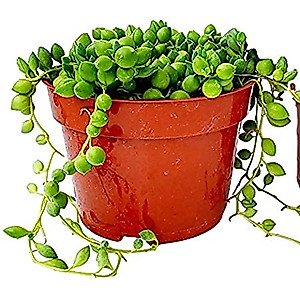 Live Succulent (4" String of Pearls), Succulents Plants Live, Succulent Plants Fully Rooted, Rare House Plant for Home Office Decoration, DIY Projects, Party Favor Gift by Fatplants