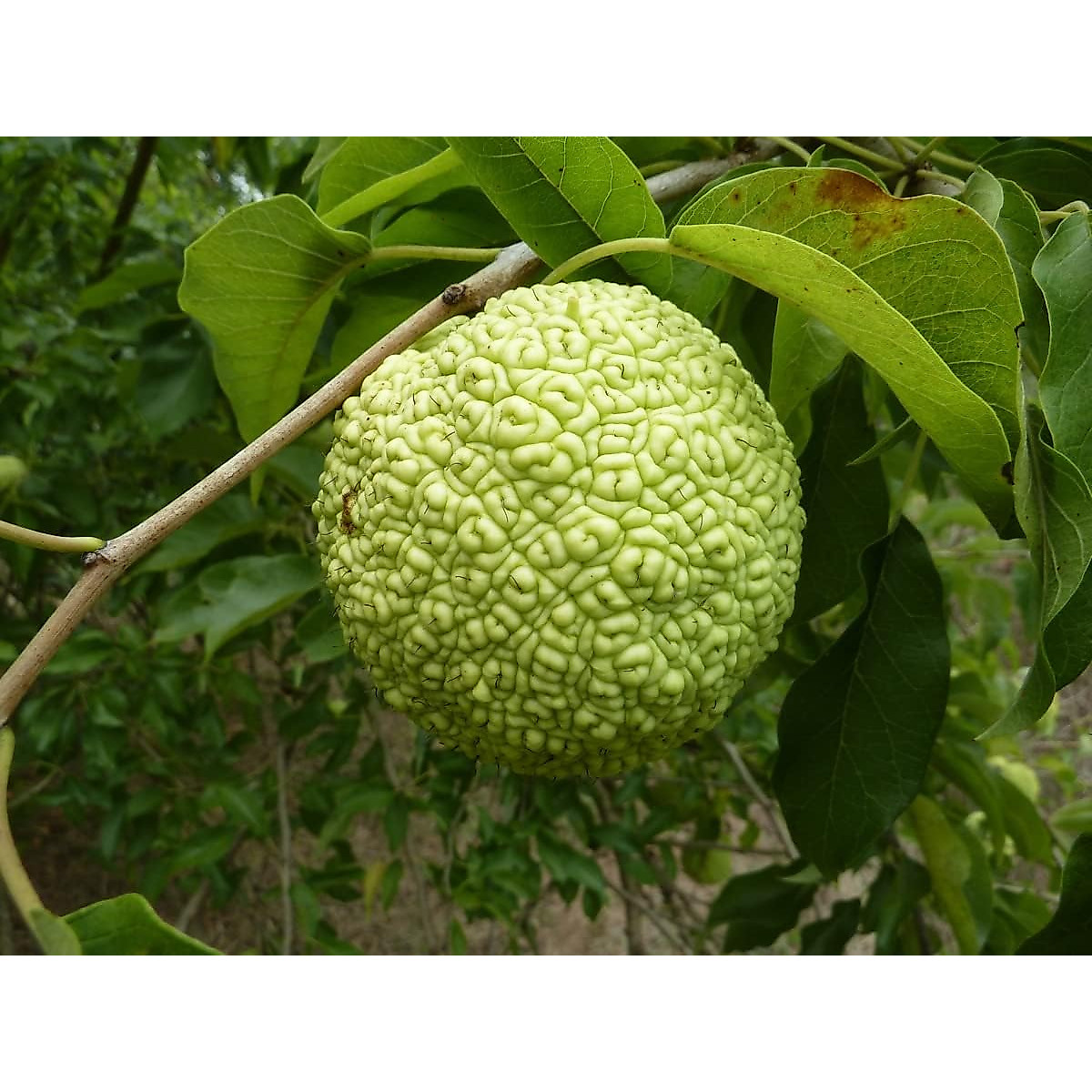 The Rike 100 Seeds Osage Orange Trees Seeds Osage Apple Trees Non-GMO Maclura pomifera, Horse Apple, Brain Fruit Hedge Apple Tree seeds