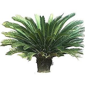 Palm Fertilizer by E Z-GRO | Our 17-5-24 is Specially Formulated for Your Indoor Palm Tree and Your Outdoor Palm Trees | Our Palm Tree Fertilizer is Enhanced with Extra Micronutrients