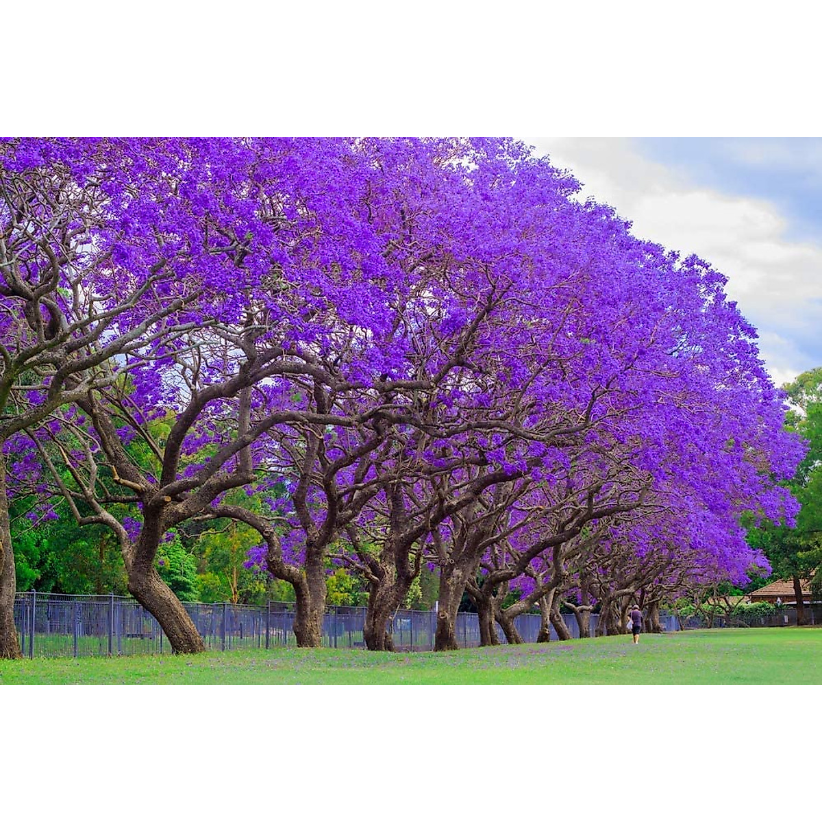 50 Blue Jacaranda Tree Seeds - Stunning Flowering Tree - Made in USA, Ships from Iowa