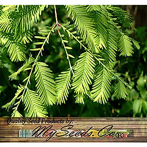Big Pack - (1,000) Dawn Redwood Tree Seeds - Metasequoia glyptostroboides - by MySeeds.Co (Big Pack - Dawn Redwood)
