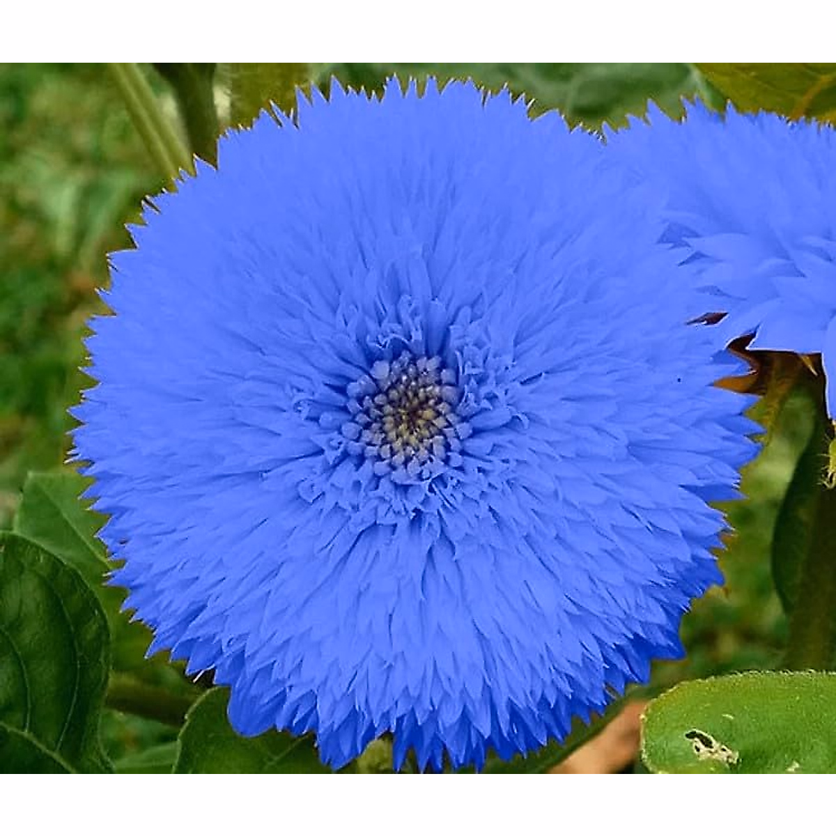 DouxiE 50pcs Blue Teddy Bear Sunflower Seeds - Stunning Annual Blooms for Your Garden Non GMO Heirloom Garden - Planting Instructions for Easy Grow - Great Gardening Gifts