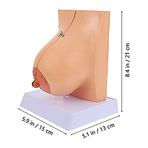 iplusmile Model of The Female Breast Human Breast Anatomy Model Lactation Teaching Nursing Trainning Education Tools for Medical Students and Teachers
