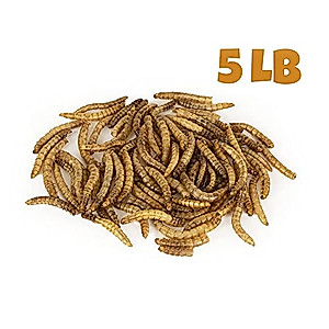 MBTP Bulk Dried Mealworms - Treats for Chickens & Wild Birds (5 Lbs)