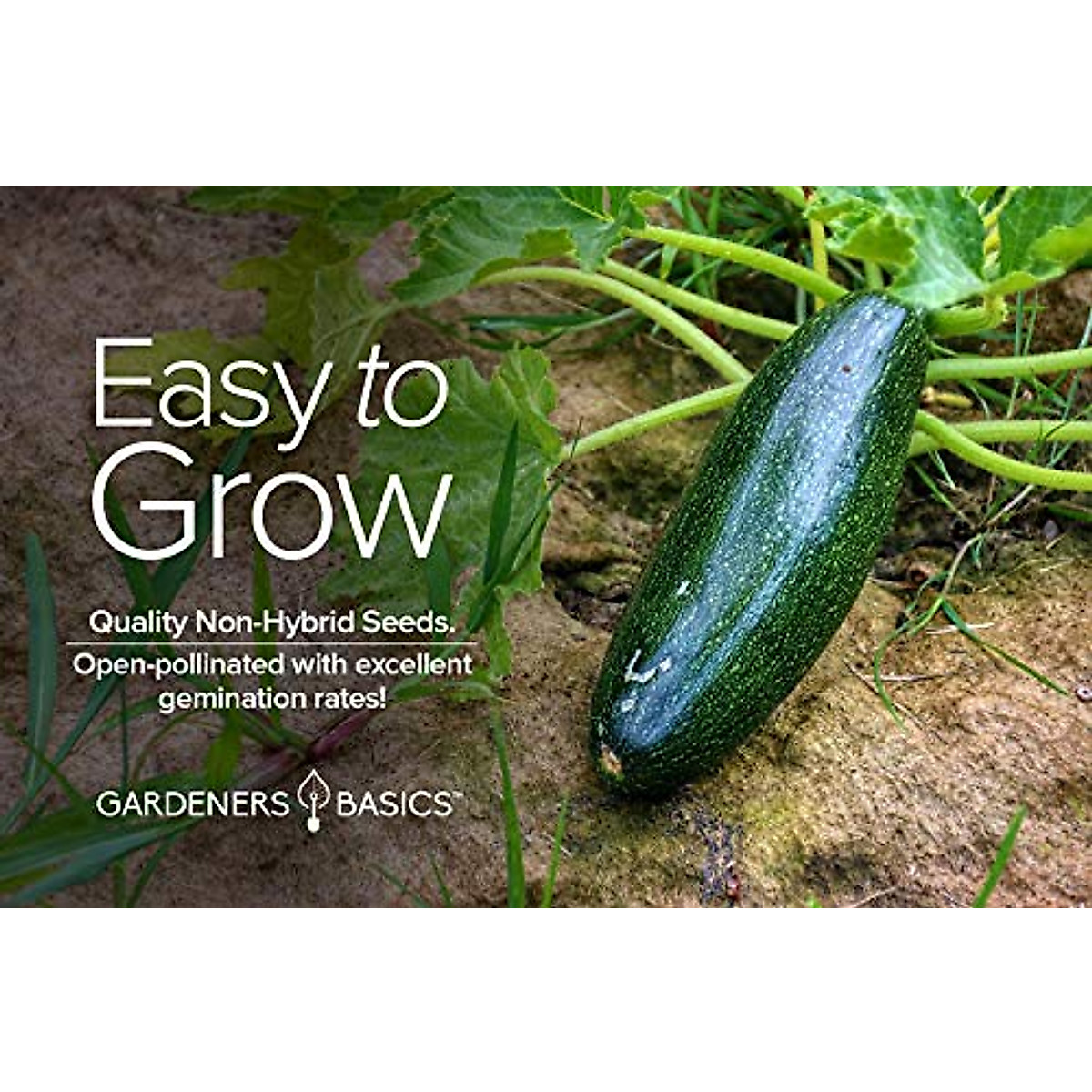 Zucchini Seeds for Planting - Black Beauty Green Heirloom, Non-GMO Vegetable Summer Squash Variety- 3 Grams Seeds Great for Summer Garden by Gardeners Basics