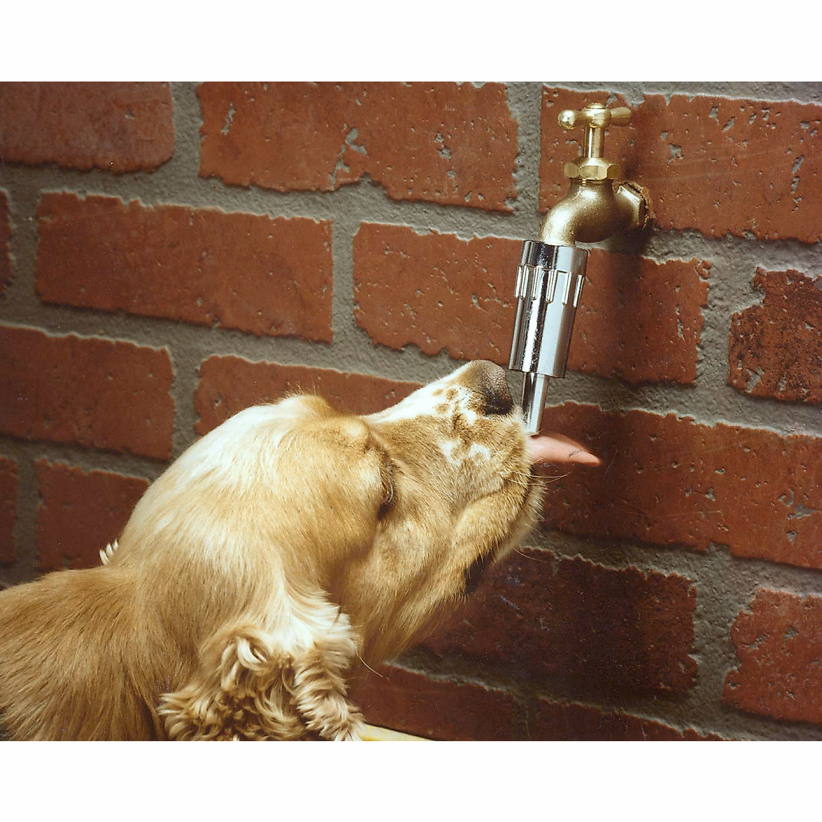 Lixit L100 Water Faucet Automatic Fountain for Dogs and Other Pets. (Pack of 1)