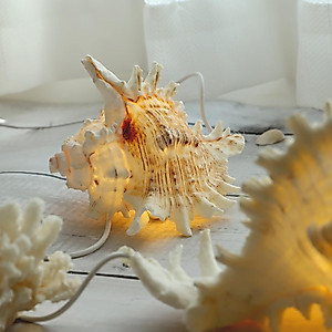 MIYA LIFE Magic Conch Shell Lamp - LED Lighted Real Conch Shell Night Light (Medium, Largest Side Around 5.5'') USB Plug & Battery Powered Seashell Lamp Sea Lamp for Bedroom Beach Themed Room Decor