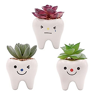 MONMOB Pack of 3 Mini Shaped Tooth Planter Ceramic Succulent Plant Pots Set for Small Succulent Tooth Gifts for Adults Kids Women Dentist
