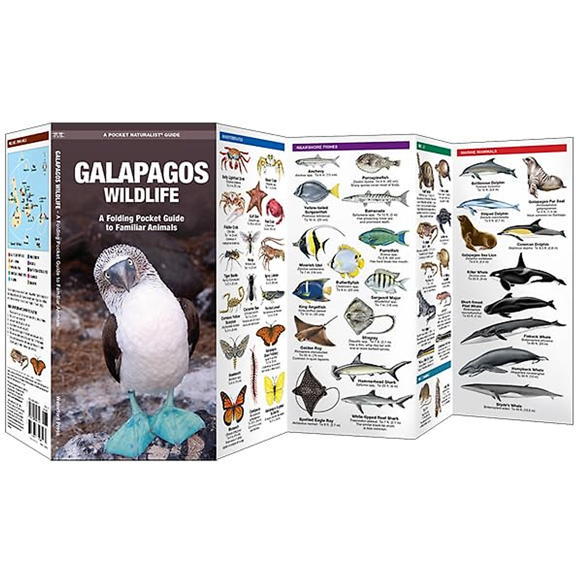 Galapagos Wildlife: A Folding Pocket Guide to Familiar Animals (Nature Observation International)