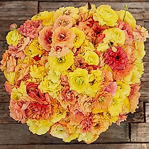 Ranunculus Bulbs - Pastel Lemon - 100 Bulbs - Mixed Flower Bulbs, Corm Attracts Bees, Attracts Pollinators, Easy to Grow & Maintain, Fragrant, Container Garden