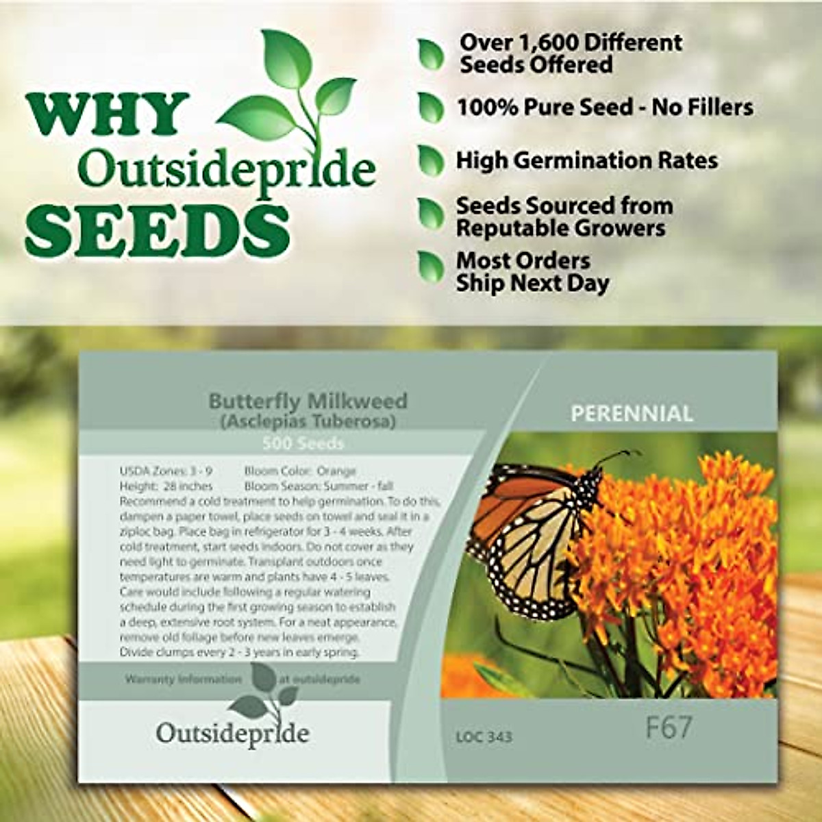 Outsidepride Butterfly Milkweed Asclepias Tuberosa Garden Plant Flower Seed - 500 Seeds