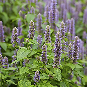 Outsidepride Agastache Anise Hyssop Herb Garden Plant Seed - 10000 Seeds