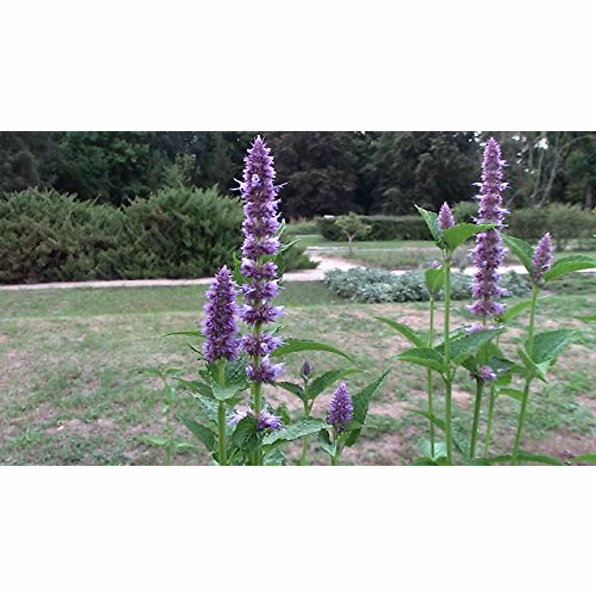 "Purple Giant" Hyssop Seeds for Planting, Fragrant Herb, 250+ Seeds Per Packet, (Isla's Garden Seeds), Non GMO & Heirloom Seeds, Botanical Name: Agastache Rugosa, Great Home Garden Gift