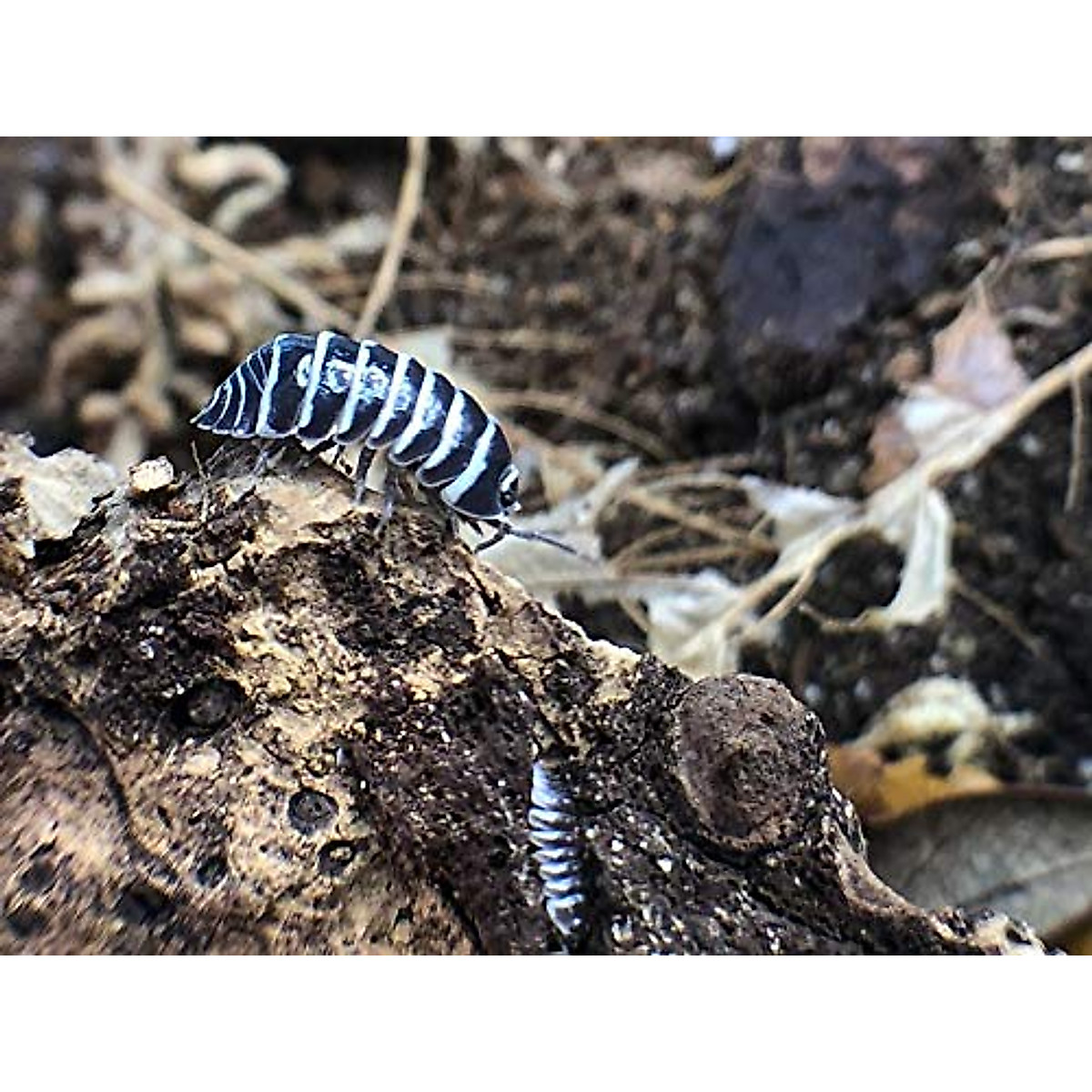 Bugzy Bugs Zebra Armadillidium Isopods 10 Count Live Roly Poly Cleanup Crew Feeders for Terrarium Reptile Insect Pet Food