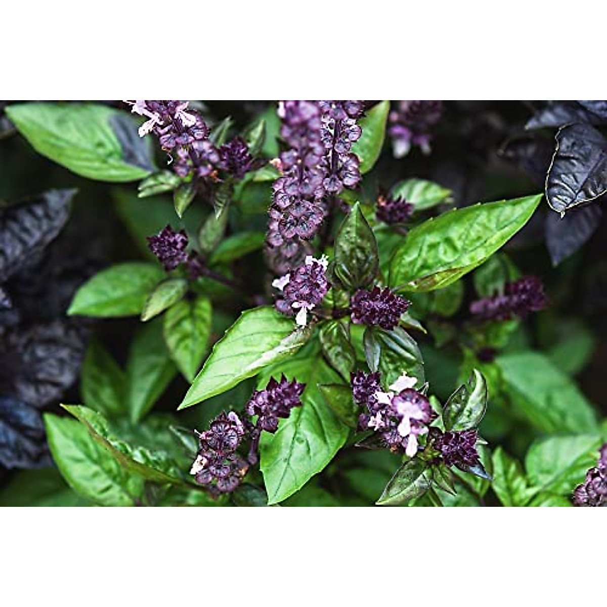 "Sweet Cinnamon" Basil Herb Seeds for Planting, 500+ Heirloom Seeds Per Packet, (Isla's Garden Seeds), Non GMO Seeds, Botanical Name: Ocimum basilicum 'Cinnamon', Great Home Garden Gift