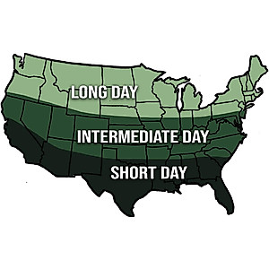 Sapelo Sweet Onion Plants