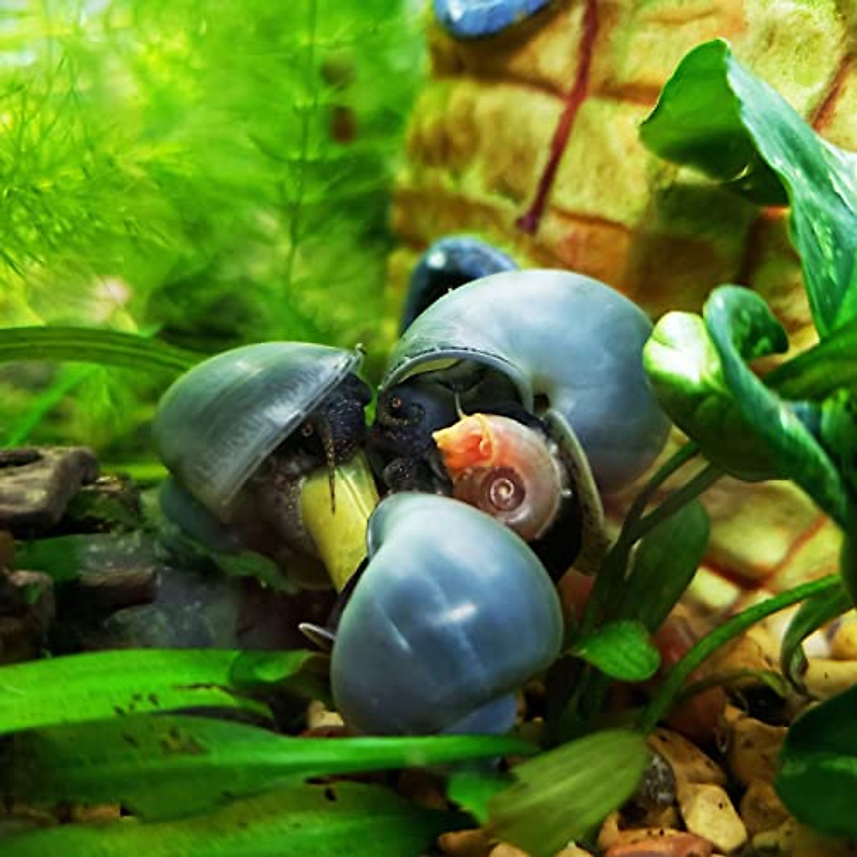 Blue Mystery Snail - 4 Pack Live Freshwater Aquarium Snail