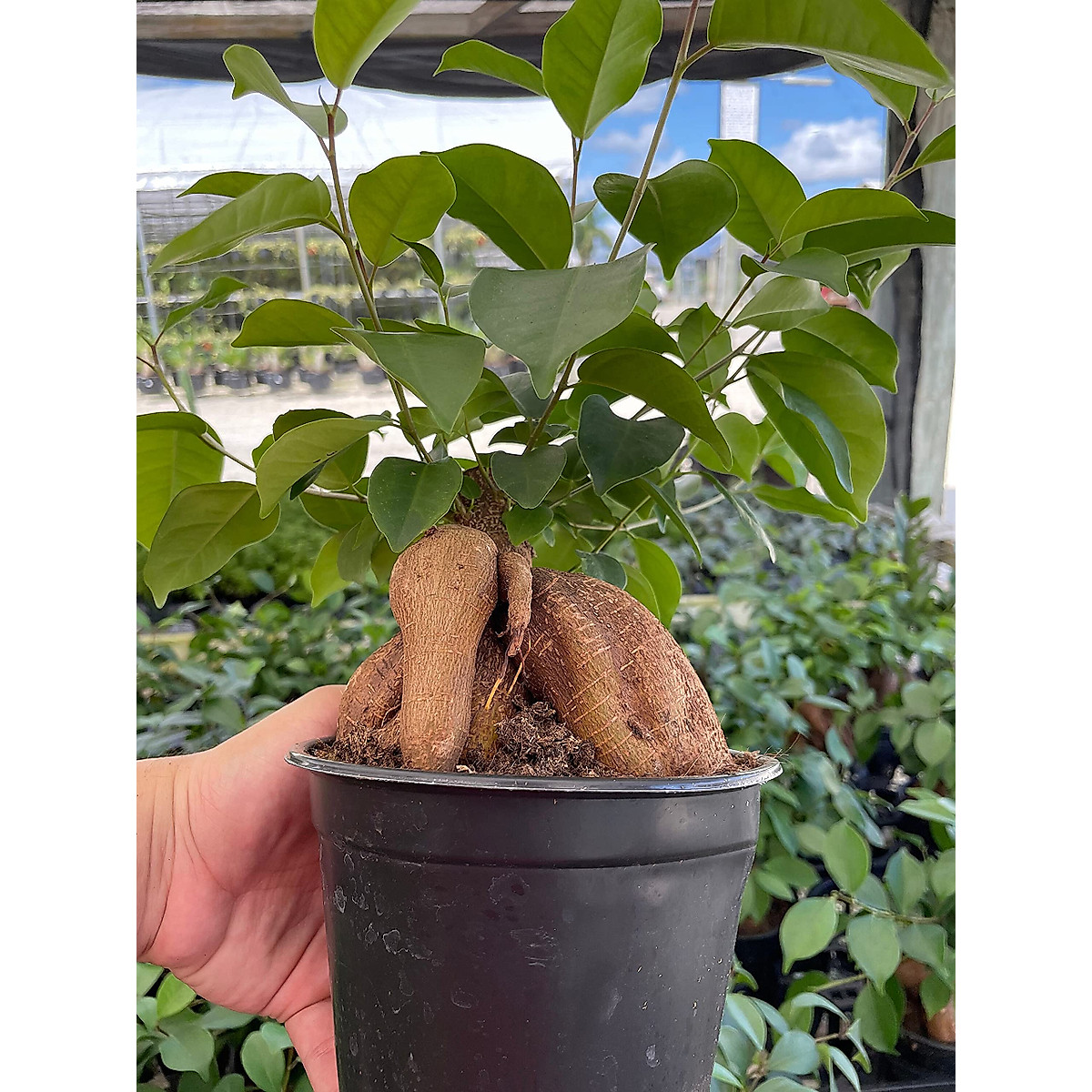 BubbleBlooms Ficus microcarpa Chinese Banyan Bonsai Tree in a 6 inch Pot