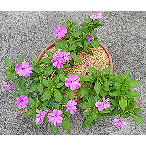 100% Natural Cedar Chips | Mulch | Great for Outdoors or Indoor Potted Plants | Dog Bedding | Pleasant Earthy Smell (4 Quart)