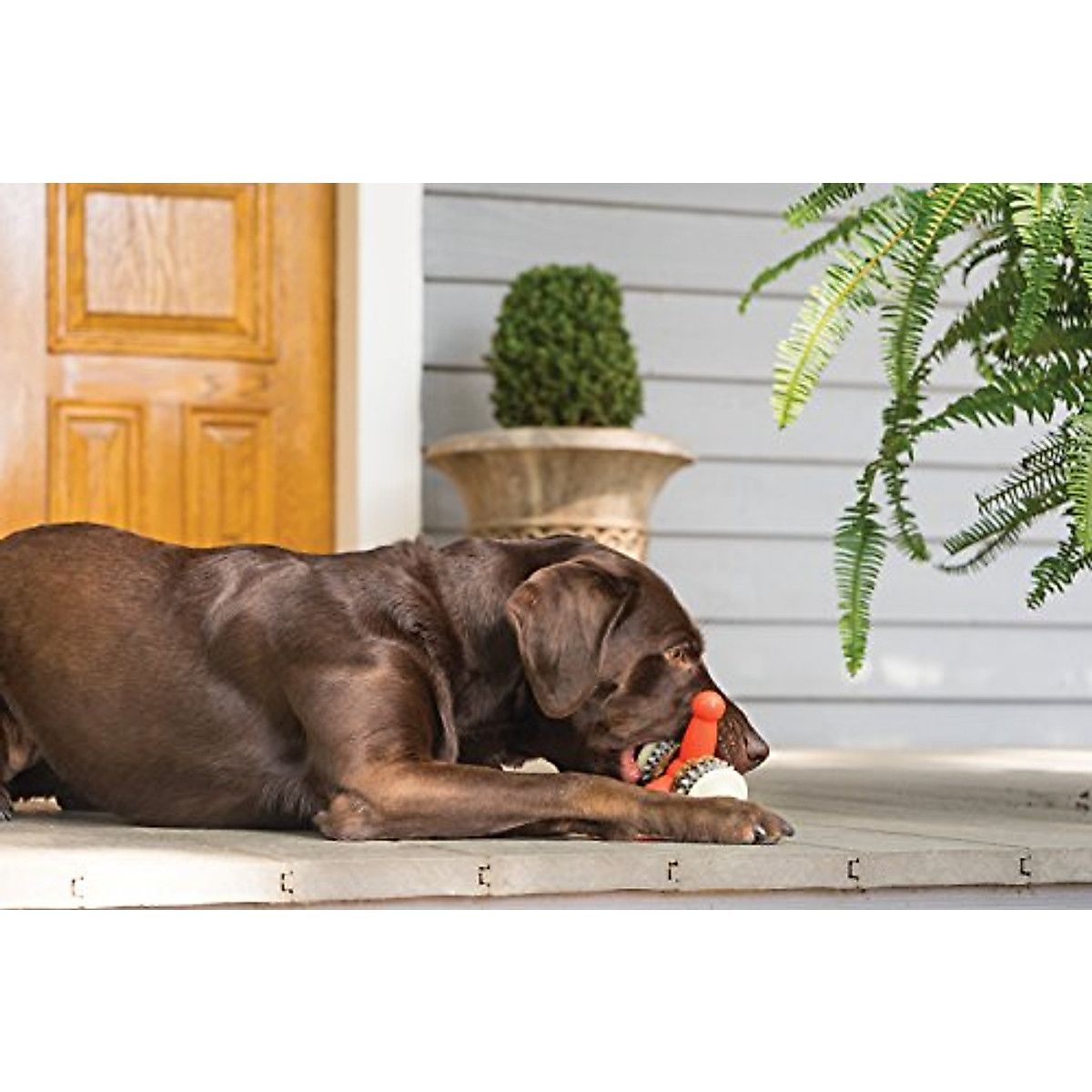 PetSafe Sportsmen Natural Rawhide Treat Refill Rings, Replacement Treats for PetSafe Sportsmen Treat Ring Holding Toys, LARGE (SIZE C RINGS)