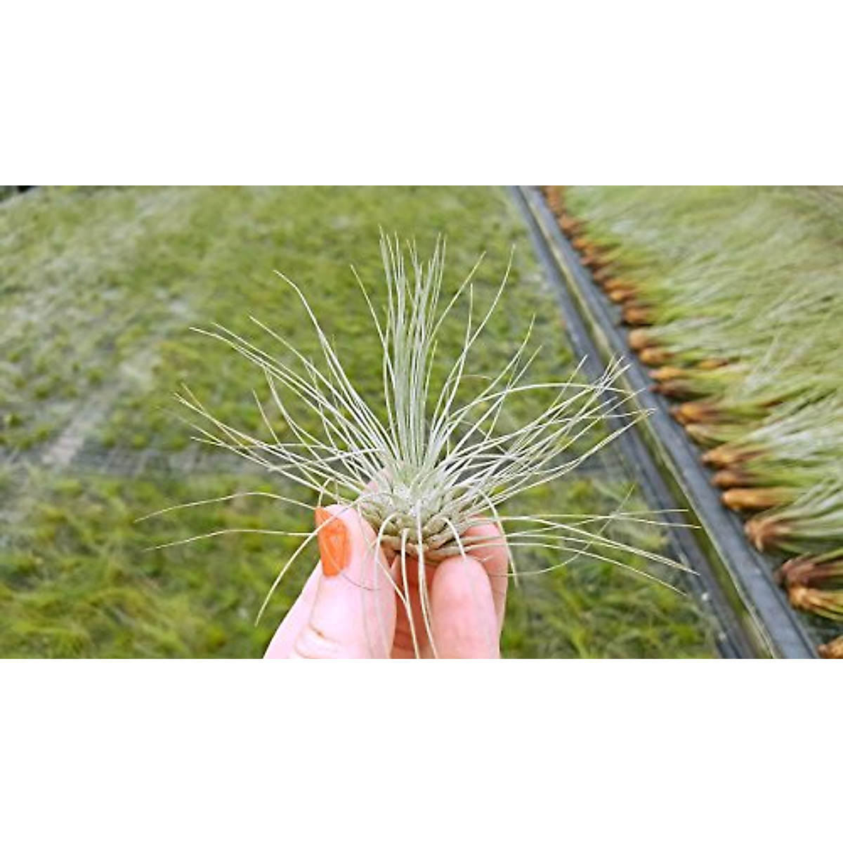 The Drunken Gnome AIR Plants – FUCSHII – 5 Pack - air Purifying Flowering Tillandsia for Terrarium, Fairy Garden Starter kit, Home Office, Indoor Outdoor, Corporate Gift (5 Pack)
