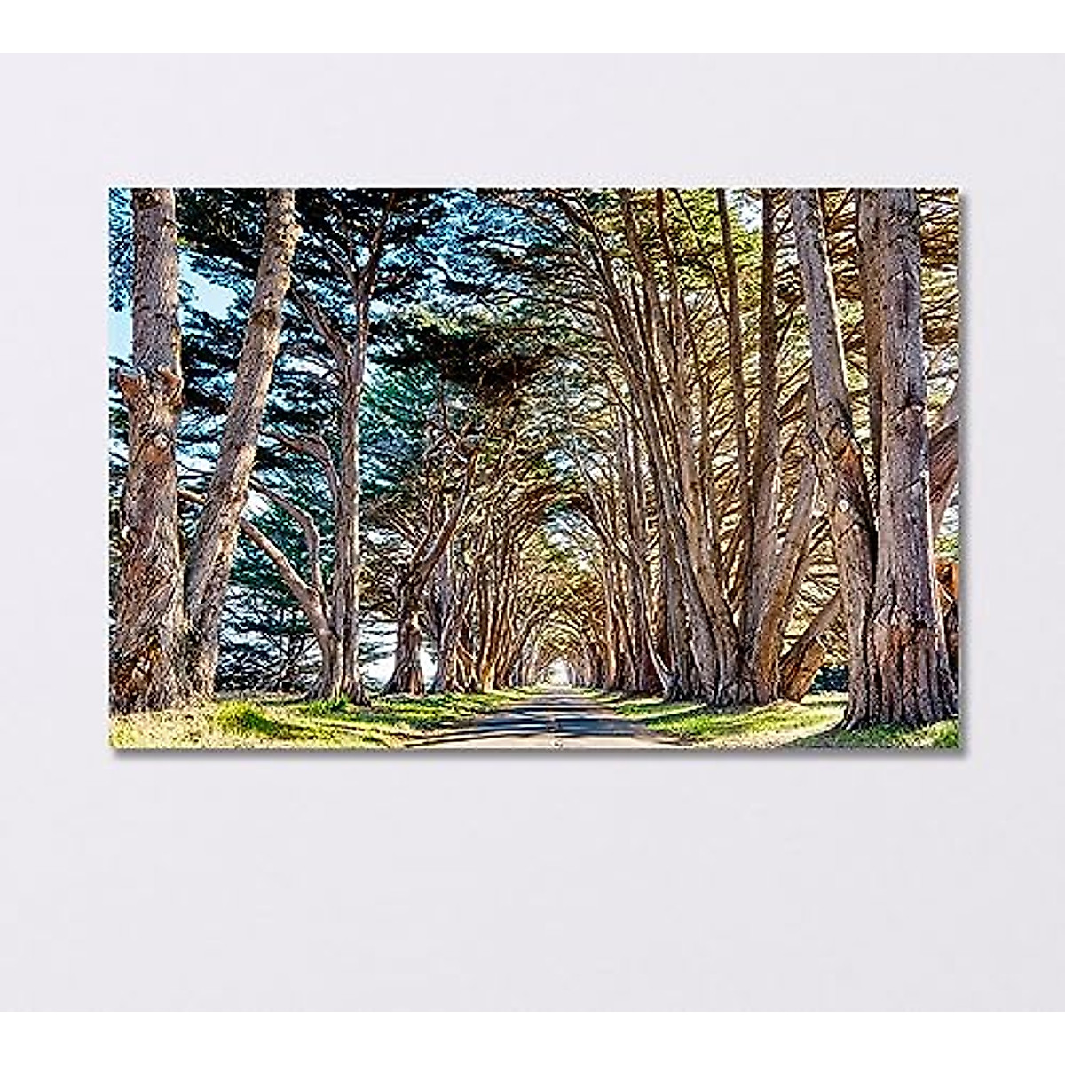 Tree Tunnel at California USA Canvas Print 3 Panels / 36x24 inches