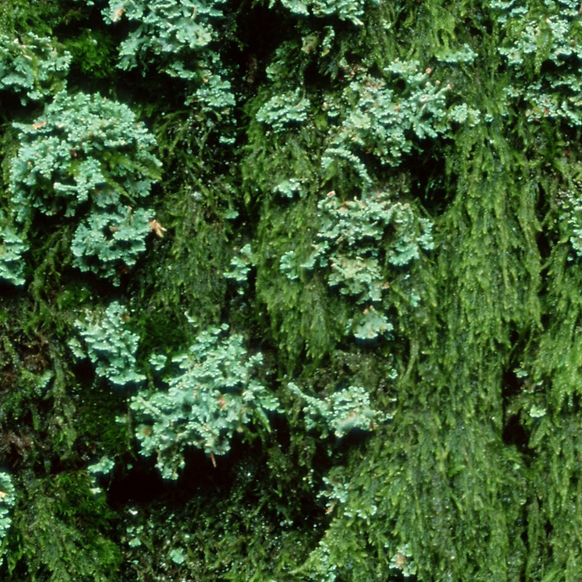 Curve Crush Cologne Spray For Men, Casual Scent For Day & Night, 4.2 oz