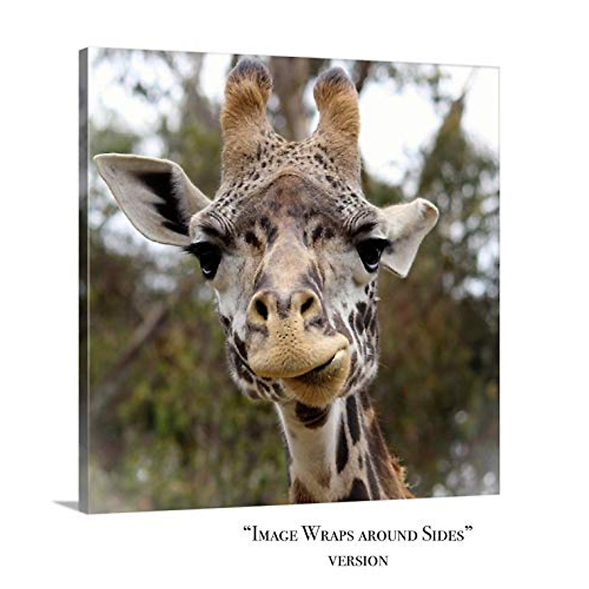 Funny Giraffe Photo on CANVAS Fine Art Print Zoo Animal Photography Children's Room Decor Ready to Hang