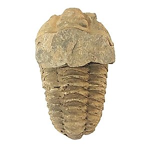Authentic Mid-Grade Calymine Trilobite Fossil Specimen - 2-3 inches