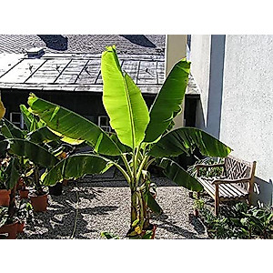 SeedsUP - 3+ Ornamental Banana Exotic (Dwarf Indoor Plant) Edible - Tree Green