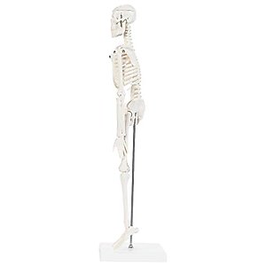 Anatomy Lab Human Skeleton Model, 19" Desktop Skeleton Has Movable Arms and Legs, Details Basic Human Skeletal System with Display Stand