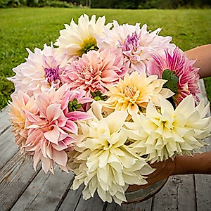Dahlia Bulbs (Dinnerplate) - Celestial Mix - 9 Bulbs - Mixed Flower Bulbs, Tuber Attracts Bees, Attracts Butterflies, Attracts Pollinators, Easy to Grow & Maintain, Fast Growing, Cut Flower Garden