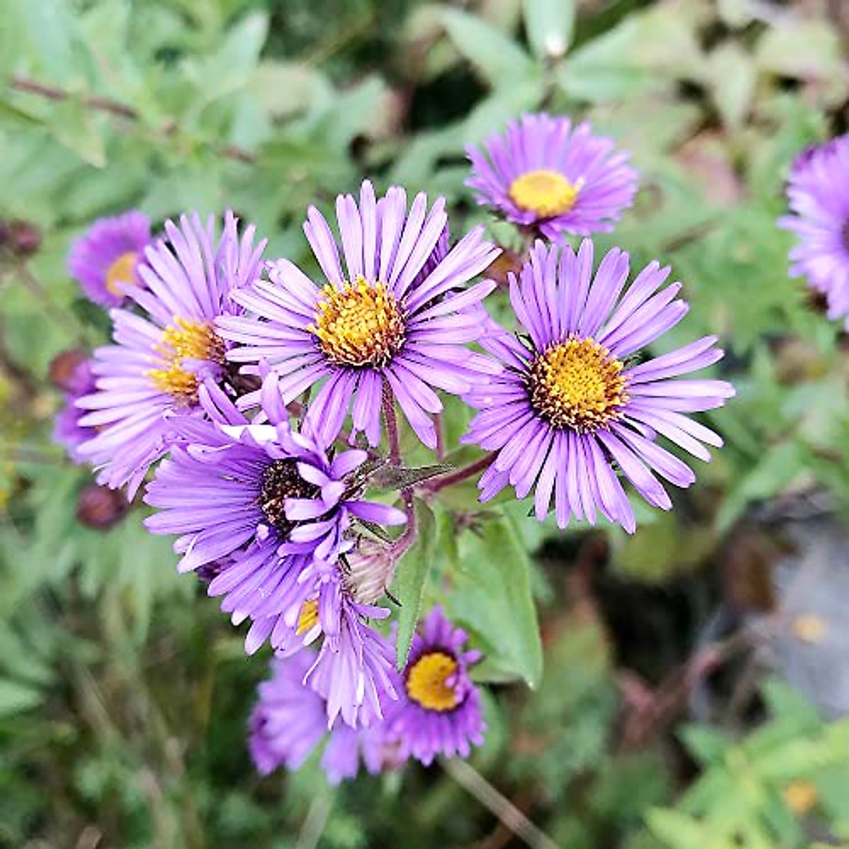 New England Aster Seeds Michaelmas Daisy Easy to Grow Long-Lived Perennial Attracts Pollinators Cut Flowers Deer & Rabbit Resistant Bed Border Potted Outdoor 100Pcs by YEGAOL Garden