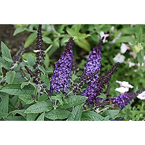 Pugster Blue Butterfly Bush (Buddleia) Live Shrub, Blue Flowers, 4.5 in. Quart