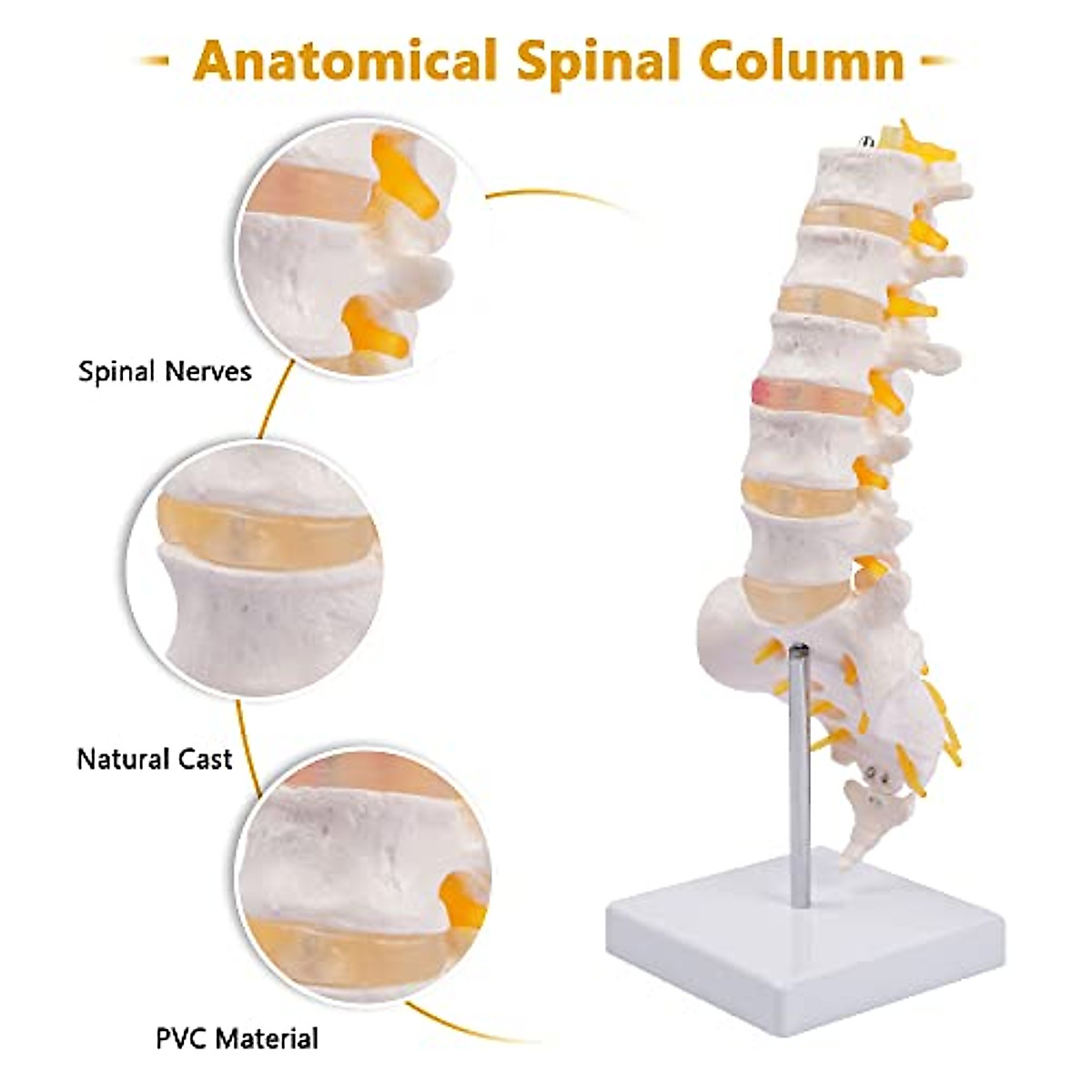 breesky Lumbar Spine Model - Life Size Human Lumbar Vertebrae Anatomy Model with Sacrum and Spinal Nerves Medical Chiropractor Medical Student Study Teaching Demonstration