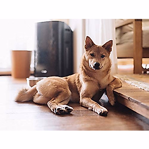 pet probiotics - Dog Digestive AID - PROBIOTICS - Powerful Formula - lactobacillus salivarius probiotic - 2 Bottle (120 Chews)