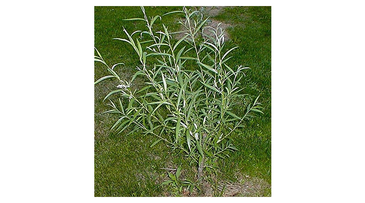 Fast-Growing Hybrid Willow Trees - 100 Cuttings for Privacy & Shade