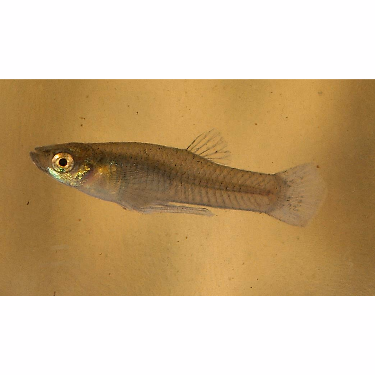 Beauty Yi 20+ Live Gambusia Mosquito Fish Aquarium Pond Feeder Fish Guppy Pet Guppies Bait (Guaranteed to Have Adult Male and Female!!)