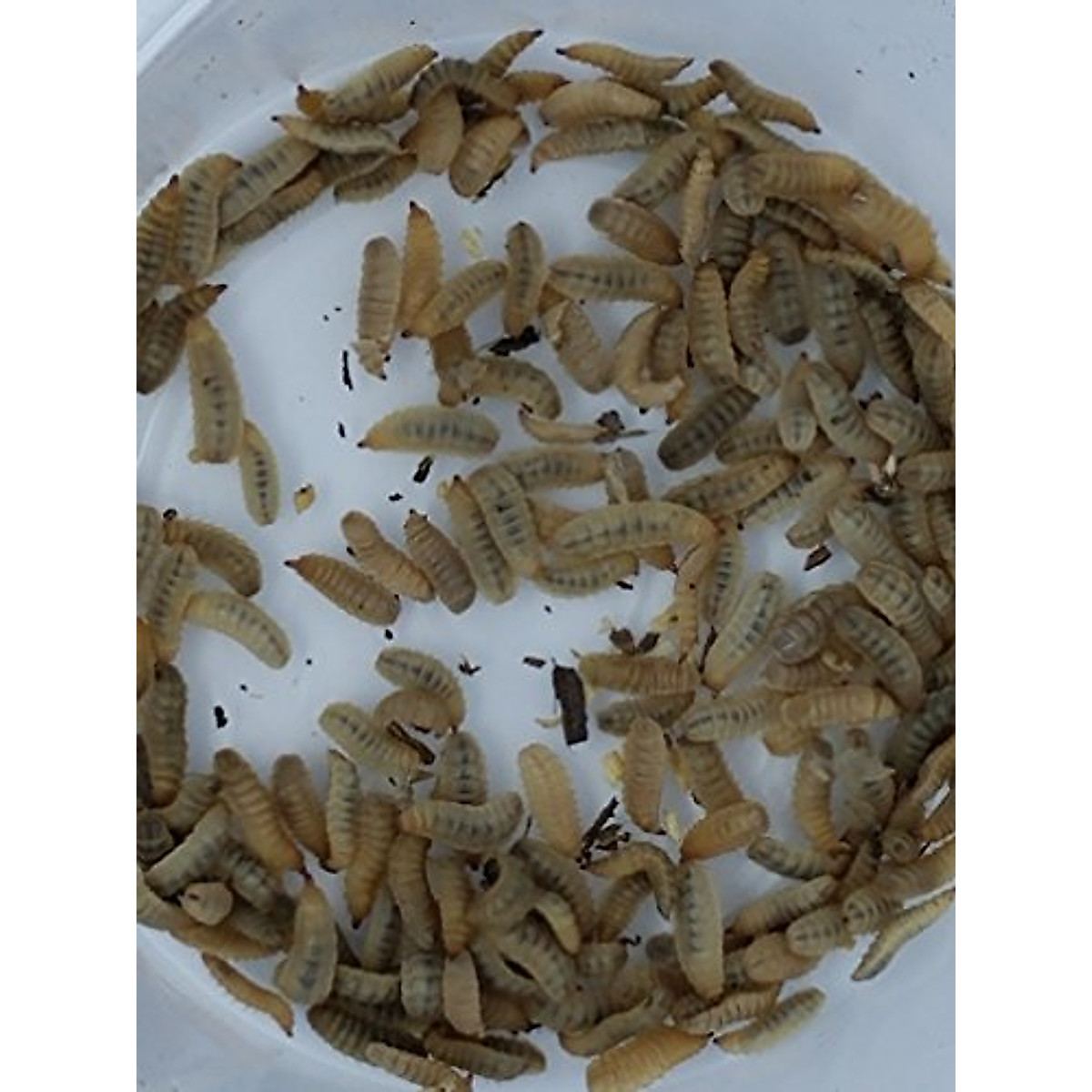 Live Black Soldier Fly Larvae (Same Insect as Phoenix Worms) (Hermetia Illucens) (500)
