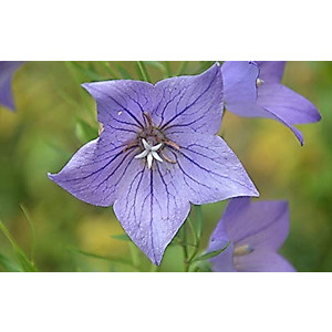 100+ Peachleafed Bellflower Campanula Flower Seeds Purple Blue Perennial Garden Beauty