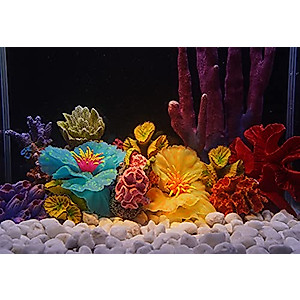 Danmu 1Pc of Polyresin Coral Ornaments, Aquarium Coral Decor 4 7/10" x 4 7/10" x 1 9/10" for Fish Tank Aquarium Decoration[Updated Version]