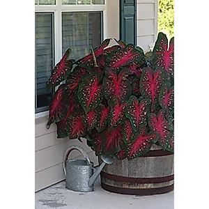 Caladium Red Flash,(10 Bulbs) Thrives in Heat and Humidity, Elephant Ears