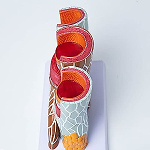 Removerable Teaching Model Human Blood Vessels Model 14 X Enlarged Anatomy Model Arteriovenous Cardiovascular Model Medical Teaching Anatomy