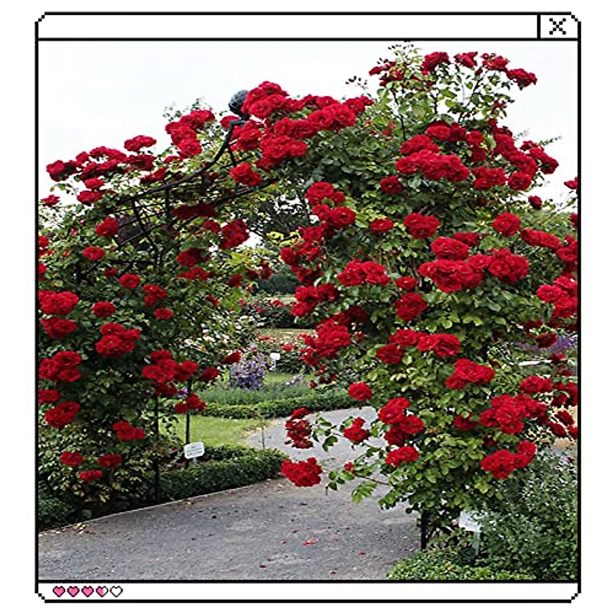 OHXSM Rare Plant Seed 100 Pcs Red Climbing Rose Seeds Garden Flower Plant Seeds