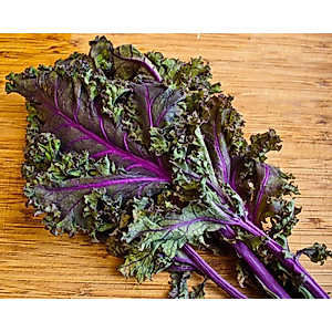 500 Red Russian Kale Seeds for Planting Heirloom Non GMO 1.75+ Grams Garden Vegetable Bulk Survival