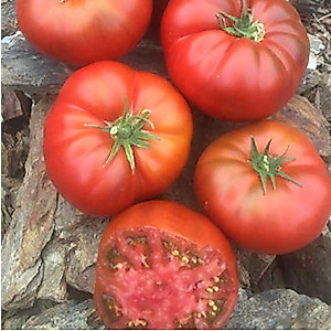 David's Garden Seeds Tomato Slicing Determinate Tasmanian Chocolate 4328 (Red) 25 Non-GMO, Heirloom Seeds