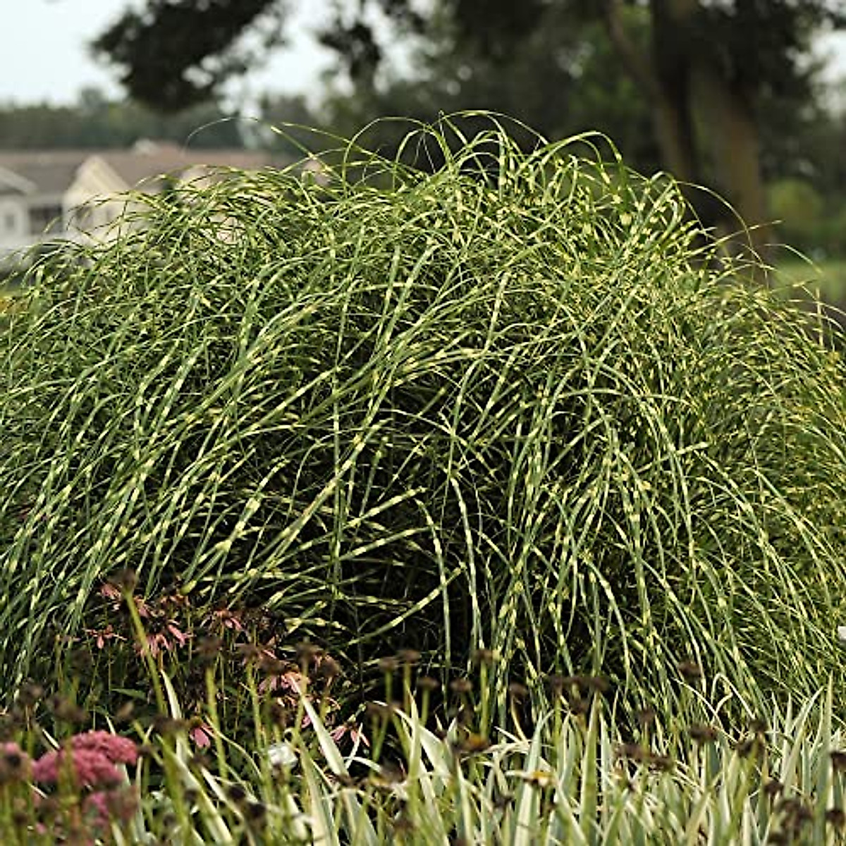 CHUXAY GARDEN Miscanthus Sinensis,Silver Maiden Grass 10 Seeds Hardy ...