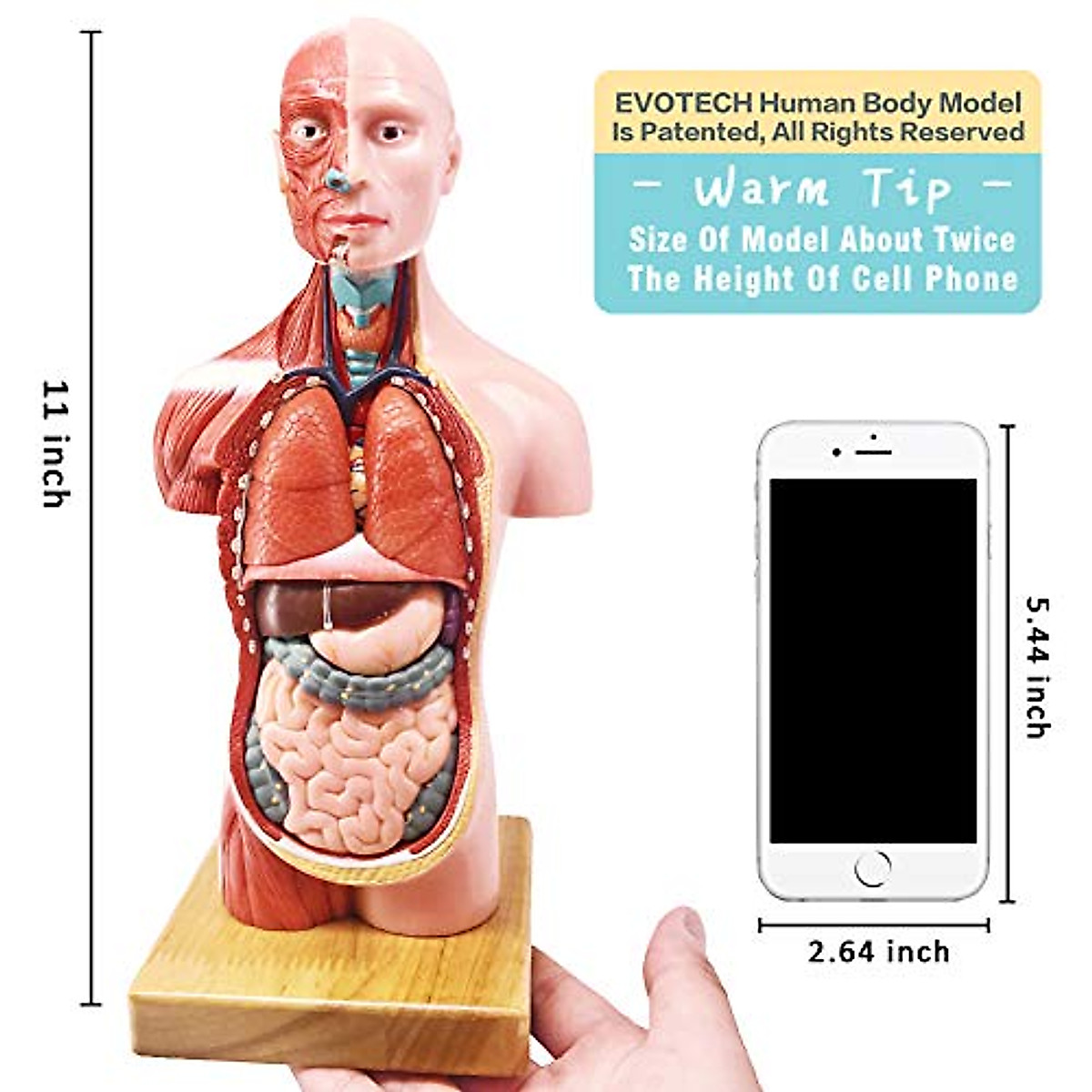 EVOTECH 2023 Newest Human Body Model for Kids, 15 Pcs Removable 11 inch Human Torso Anatomy Model with Heart Head Skull Brain Skeleton Model, Age 4+, Preschool & School Medical Education Display