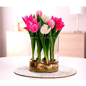 10 Pre Chilled Tulip Bulbs for Forcing - Grow Indoors in Just Water - Mixed Color - Easy to Grow - Vase Not Included - Made in USA, Ships from Iowa. Prechilled Indoor Bulbs